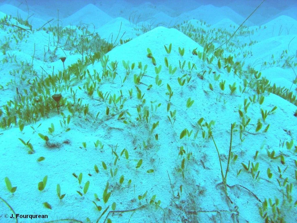 Seagrass Beds — The Department of Environment and Natural Resources