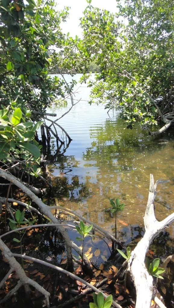 Saltwater Ponds — The Department of Environment and Natural Resources
