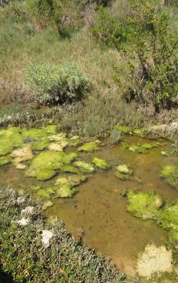 Saltwater Ponds — The Department of Environment and Natural Resources