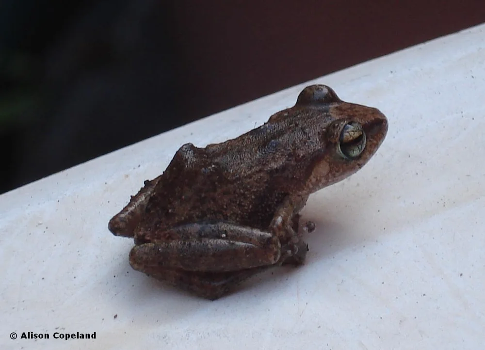Whistling Frogs — The Department of Environment and Natural Resources