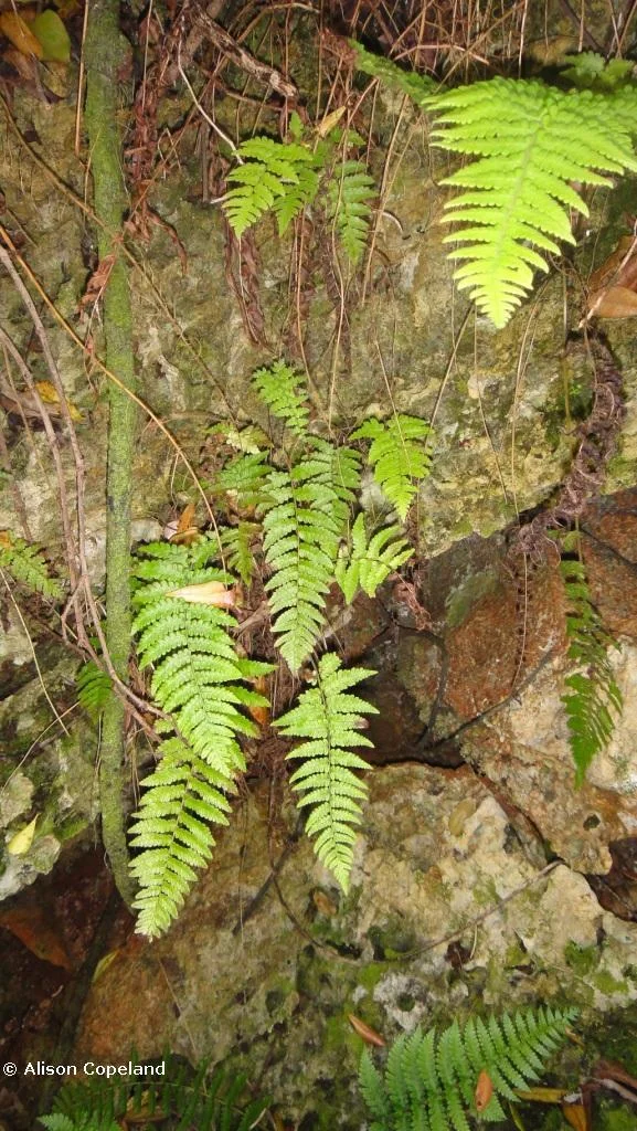 Bermuda Shield Fern — The Department of Environment and Natural Resources