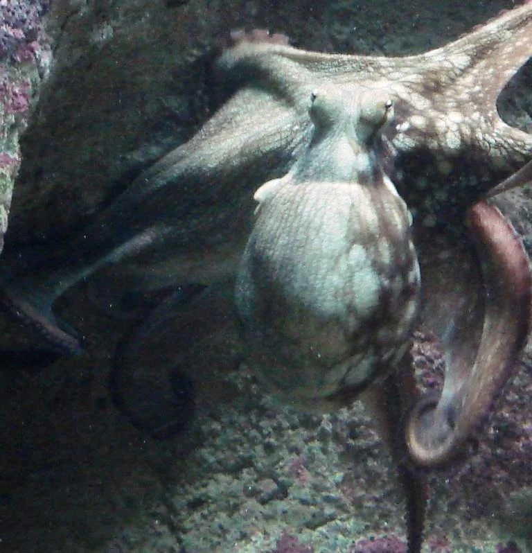 The Zebra Octopus at Laura Painter blog