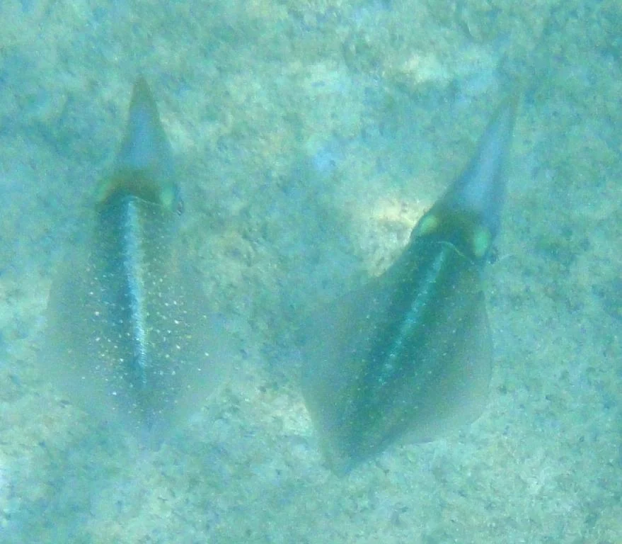 Inshore Bays — The Department of Environment and Natural Resources