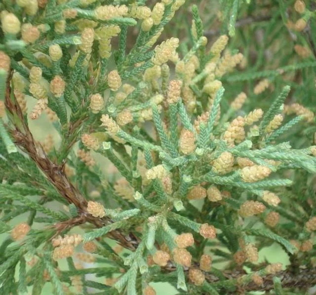 Bermuda Cedar — The Department of Environment and Natural Resources
