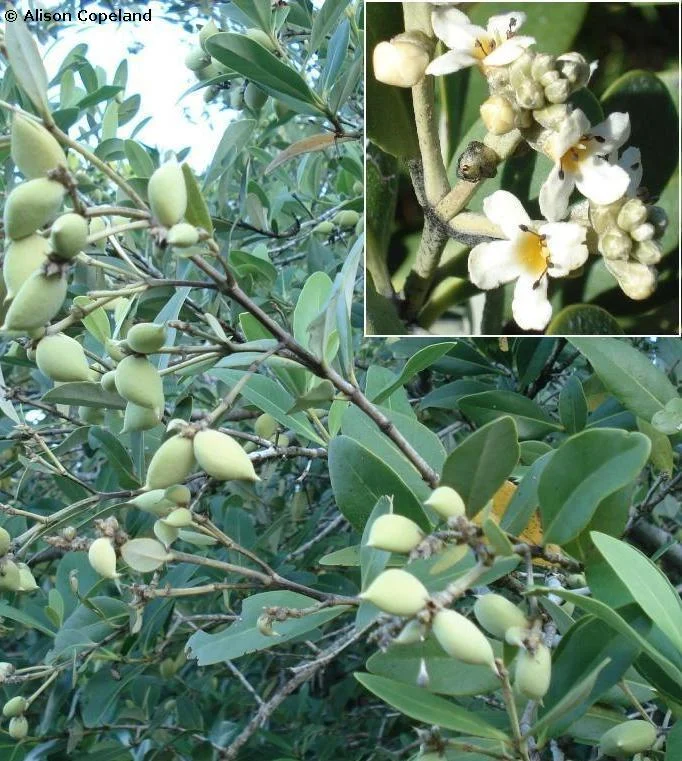 Black Mangrove — The Department of Environment and Natural Resources