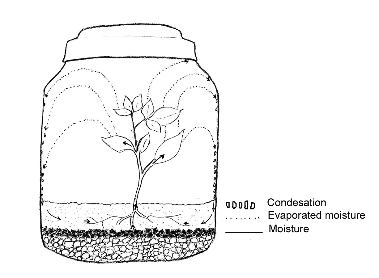 Build a Terrarium — The Department of Environment and Natural Resources