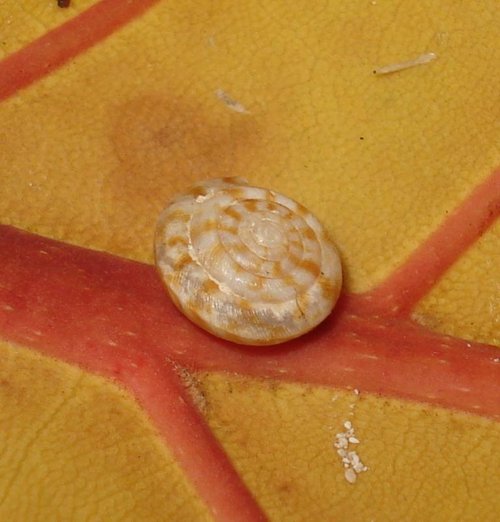Lesser Bermuda Land Snail — The Department of Environment and Natural ...