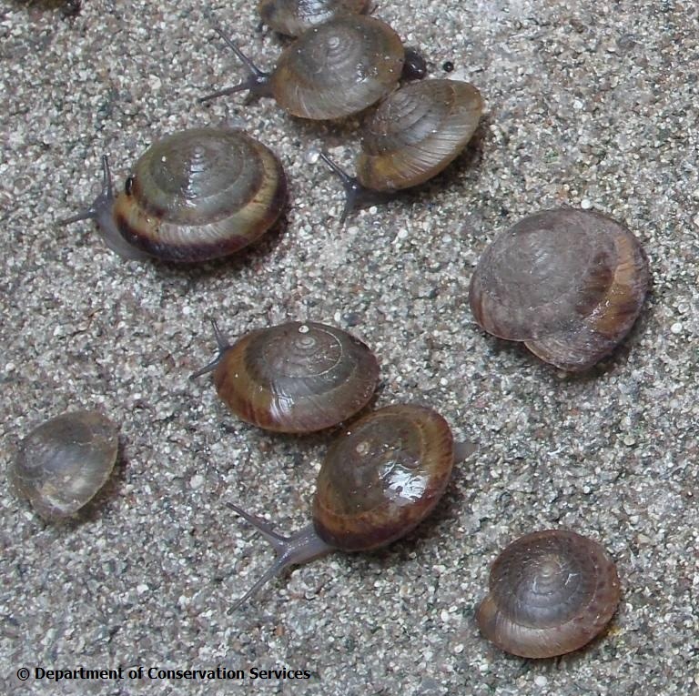 Land Invertebrates — The Department of Environment and Natural Resources