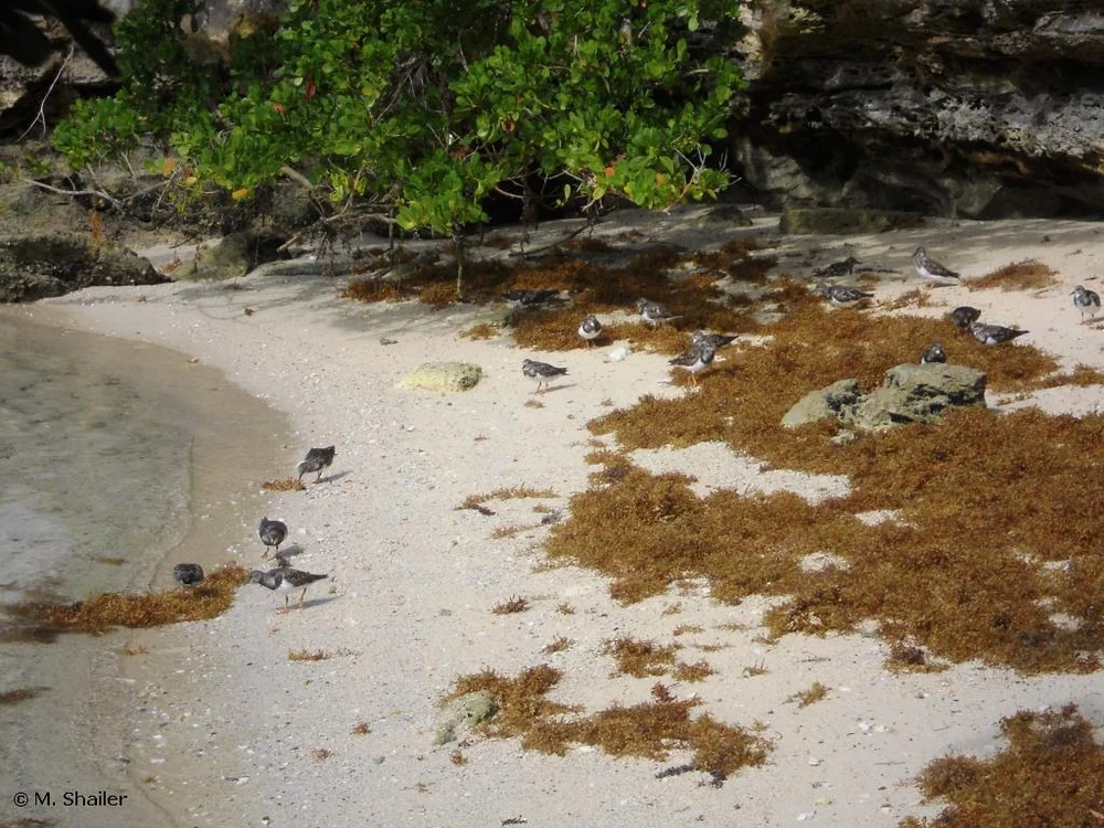 Sargassum Seaweed — The Department of Environment and Natural Resources