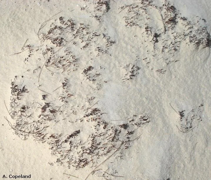 Sargassum Seaweed — The Department of Environment and Natural Resources