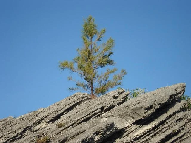 Casuarina — The Department of Environment and Natural Resources