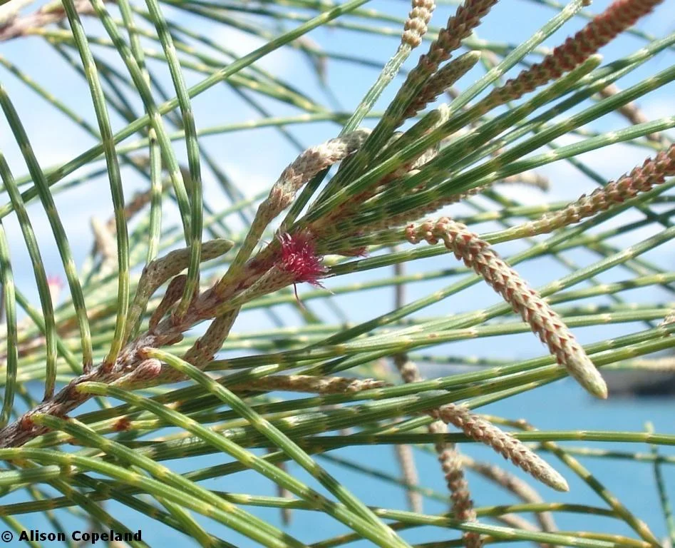 Casuarina — The Department of Environment and Natural Resources