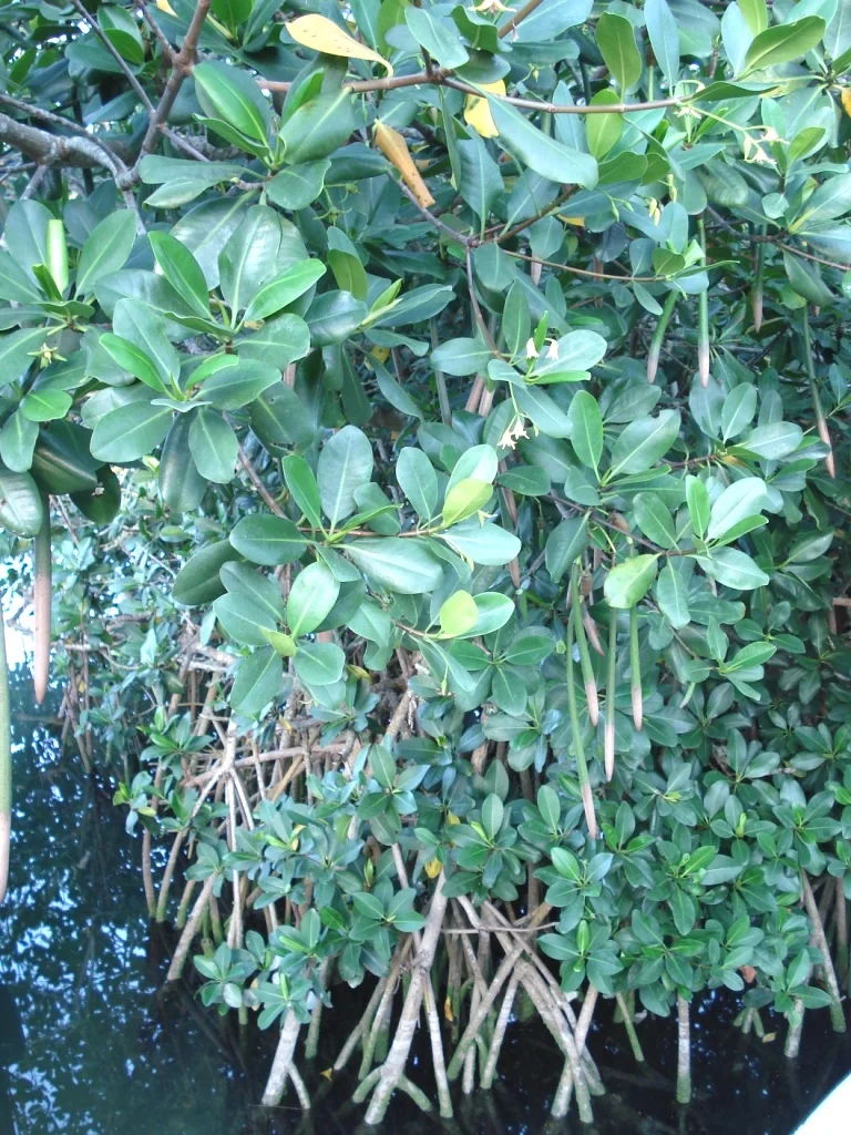 Red Mangrove — The Department of Environment and Natural Resources