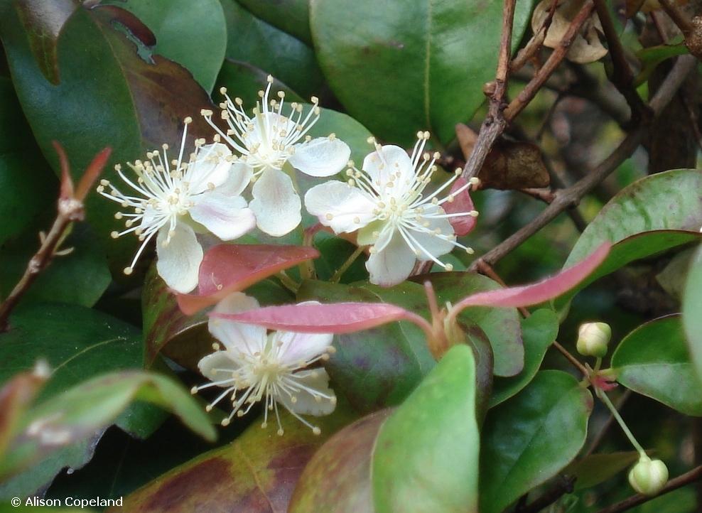 Surinam Cherry — The Department of Environment and Natural Resources