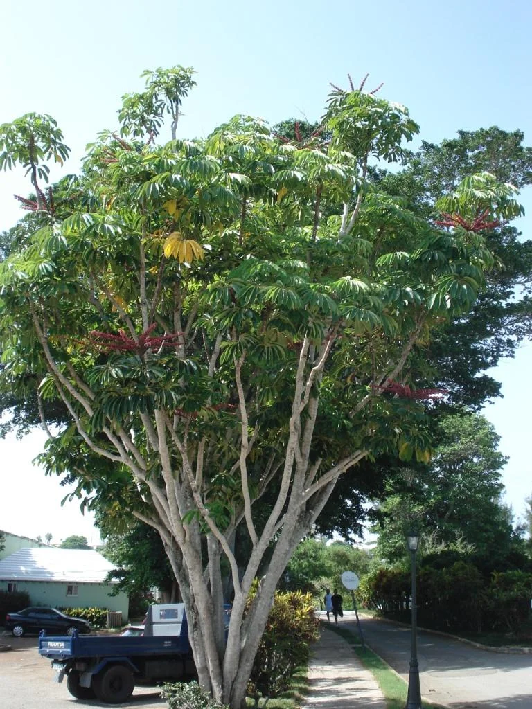 Queensland Umbrella Tree — The Department of Environment and Natural ...