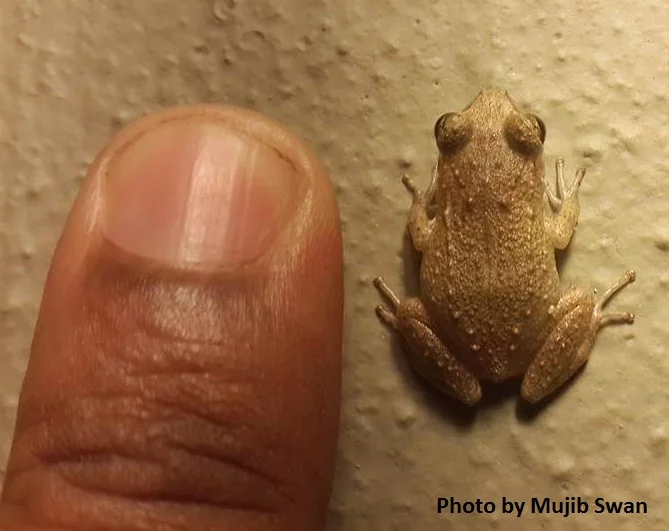 Whistling Frogs — The Department of Environment and Natural Resources