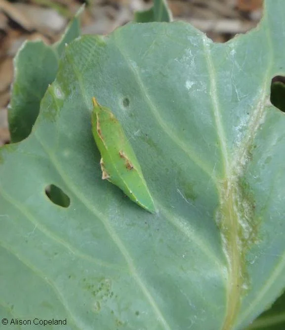 Cabbage white — The Department of Environment and Natural Resources