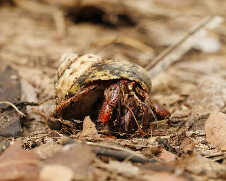 Native Species — The Department of Environment and Natural Resources
