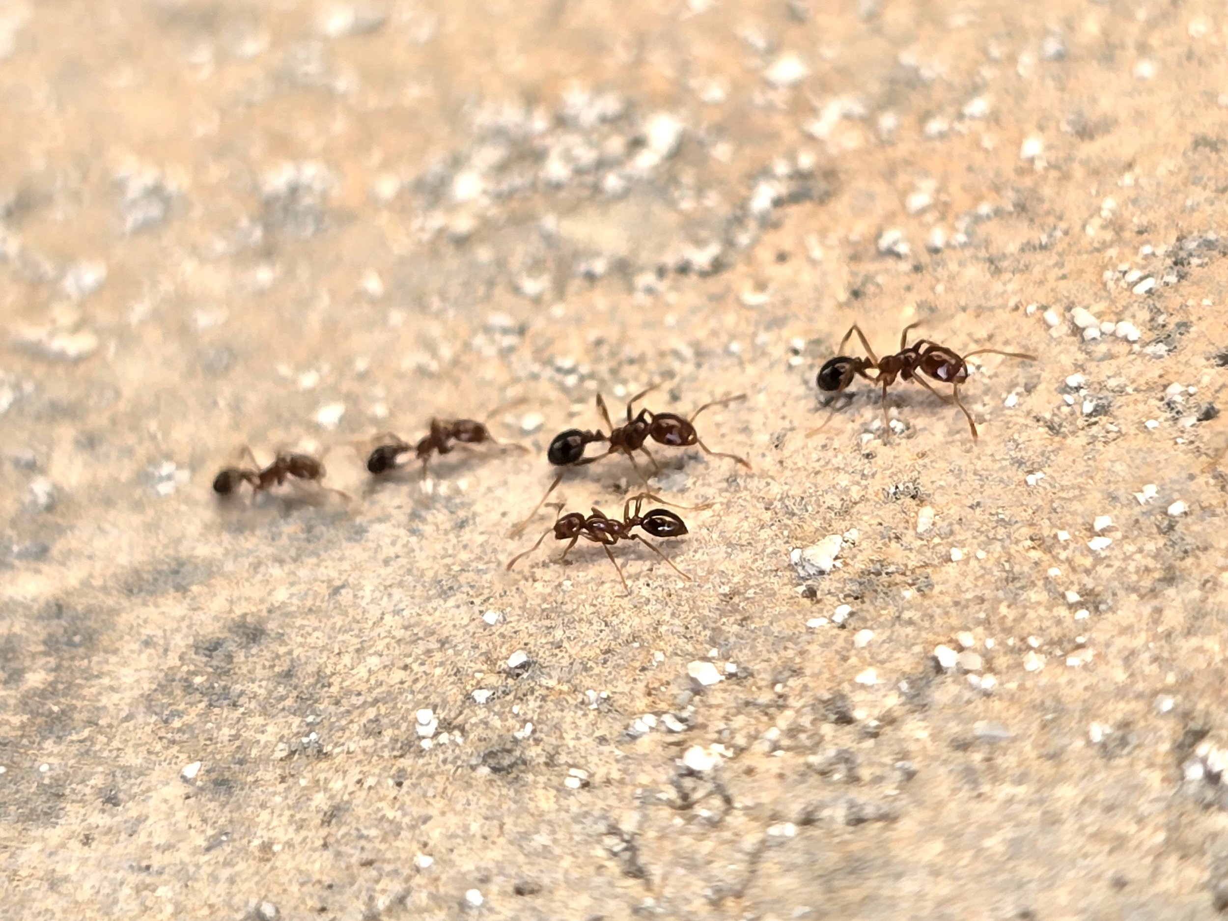 Red Imported Fire Ant — The Department of Environment and Natural Resources