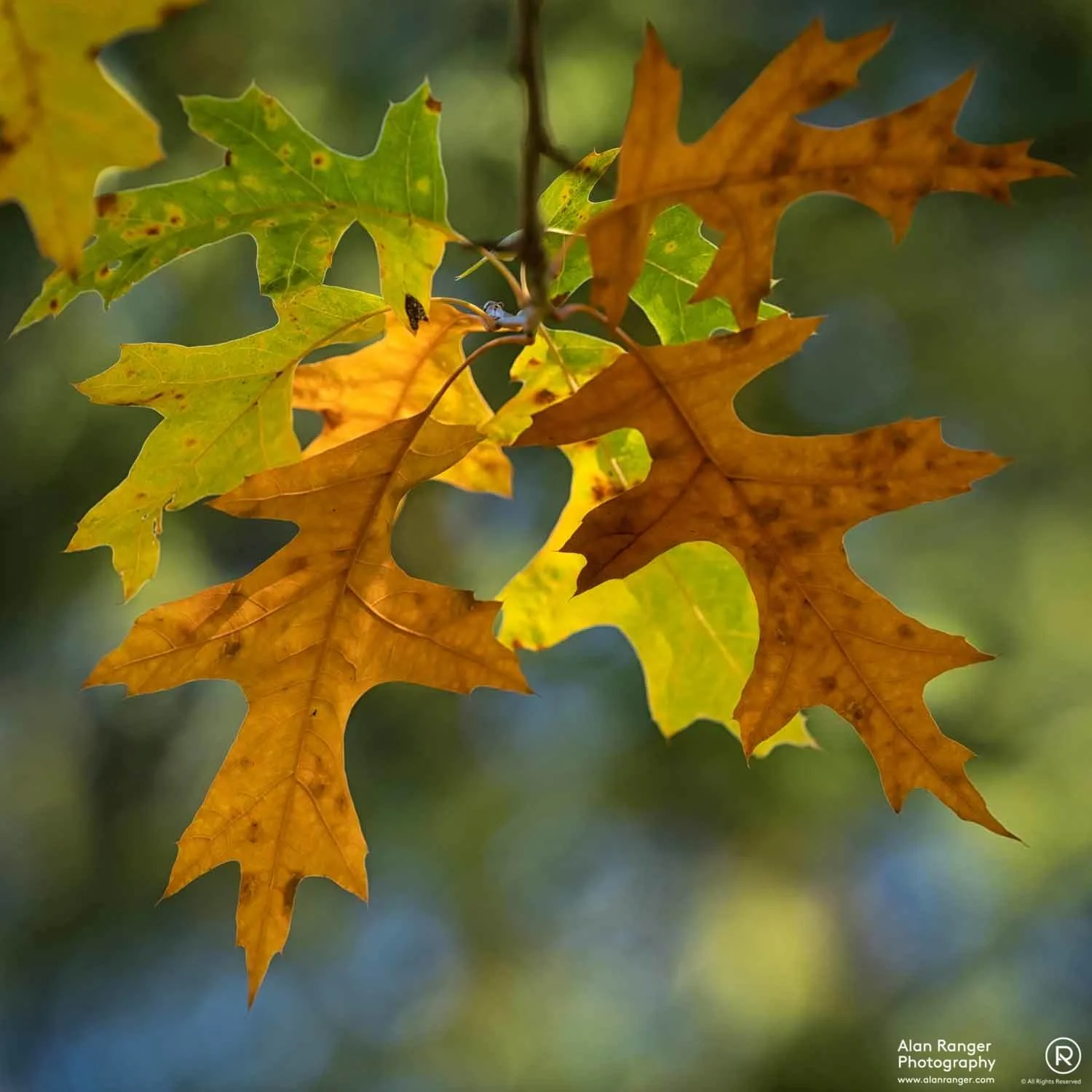 Alan Ranger - UK Photography Workshops and Courses