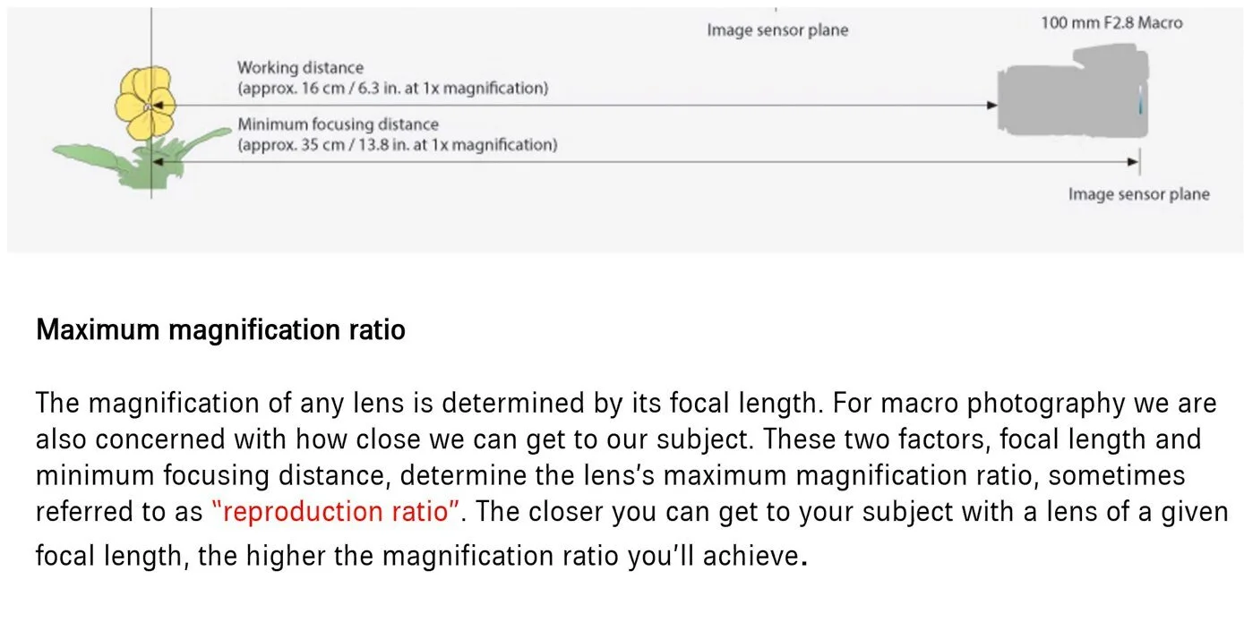 Unlocking the Art of MACRO PHOTOGRAPHY: Techniques and Tips