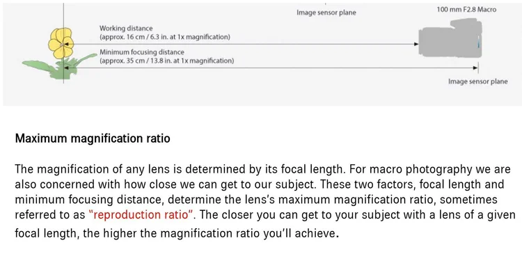 Unlocking the Art of MACRO PHOTOGRAPHY: Techniques and Tips
