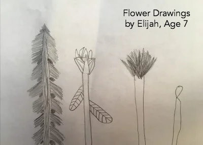 Create Something of Beauty with Miss Rumphius — Homegrown Learners