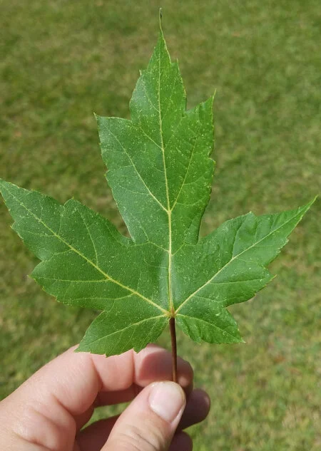 Creating a Fall Leaf Collection For All Ages — Homegrown Learners
