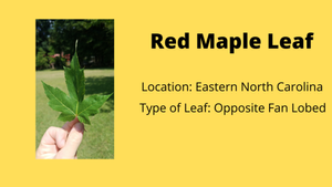 Creating a Fall Leaf Collection For All Ages — Homegrown Learners