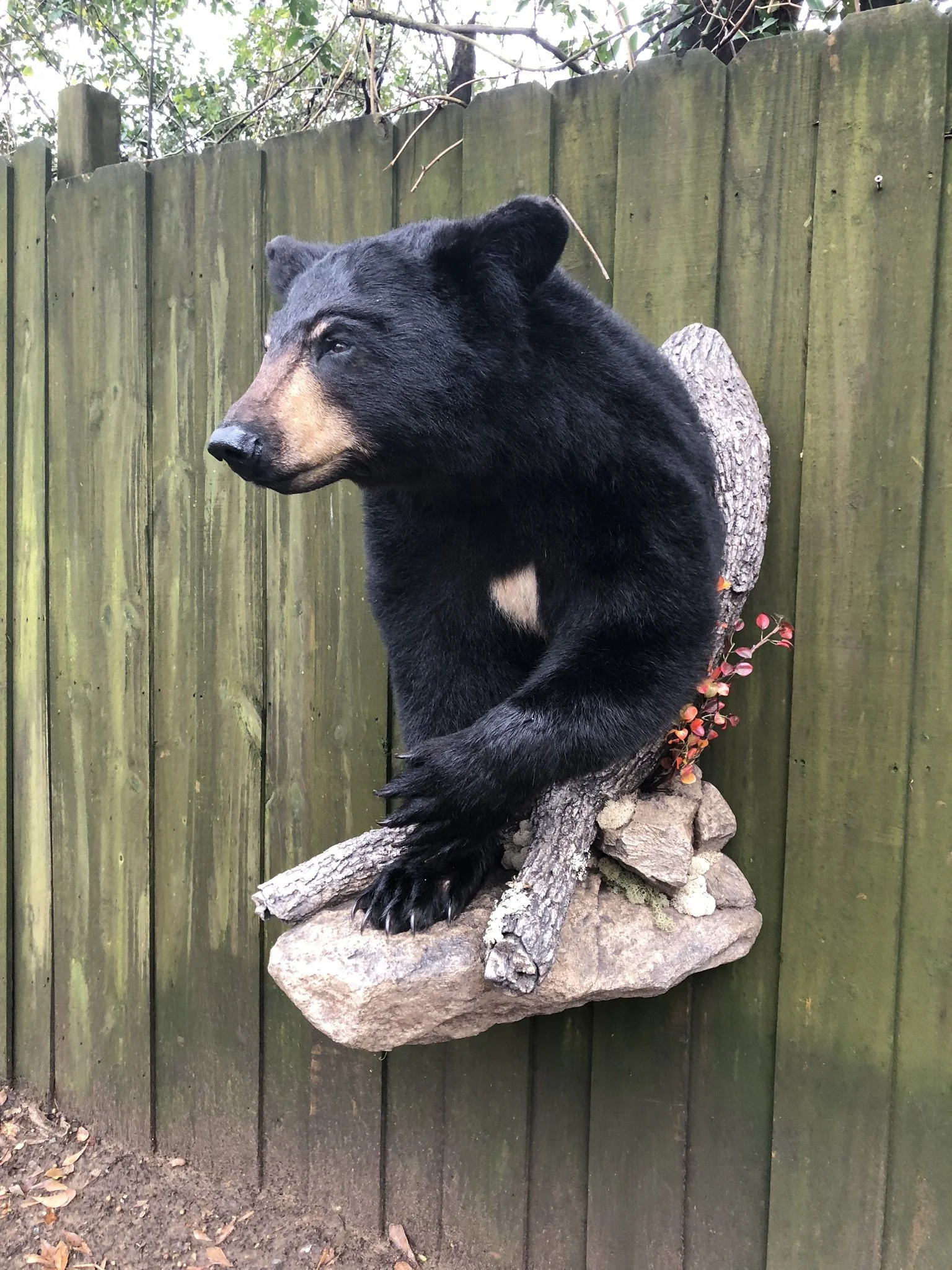 LARGE GAME HALF BODY — HICKS TAXIDERMY