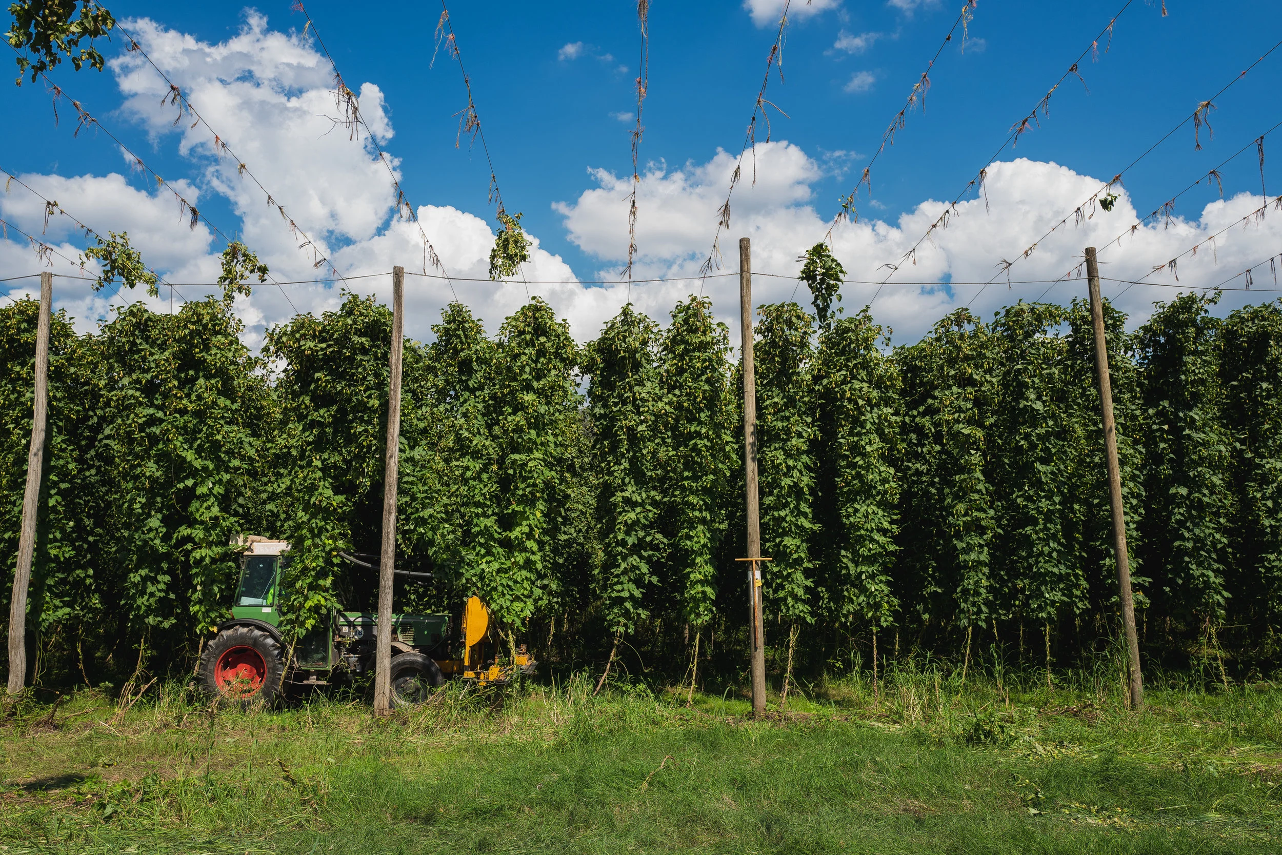Tree House Brewing Co.