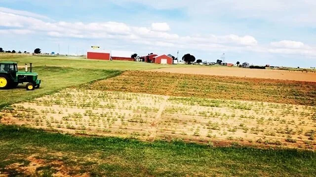 P Bar Farms the Corn Maze