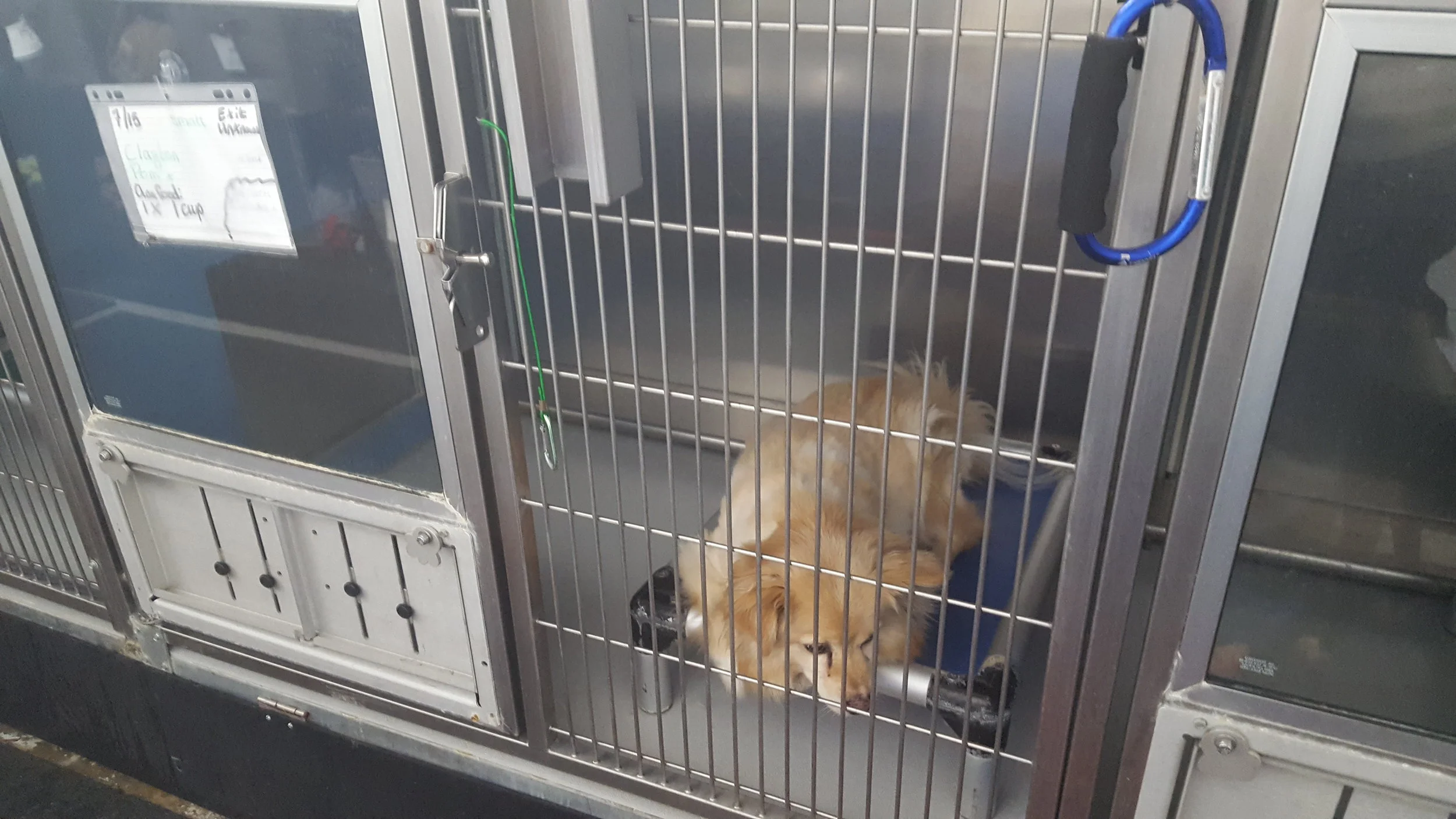 SOLD - $17500.00 27 Shoreline Kennels PRICE REDUCED - Local Pick up ...