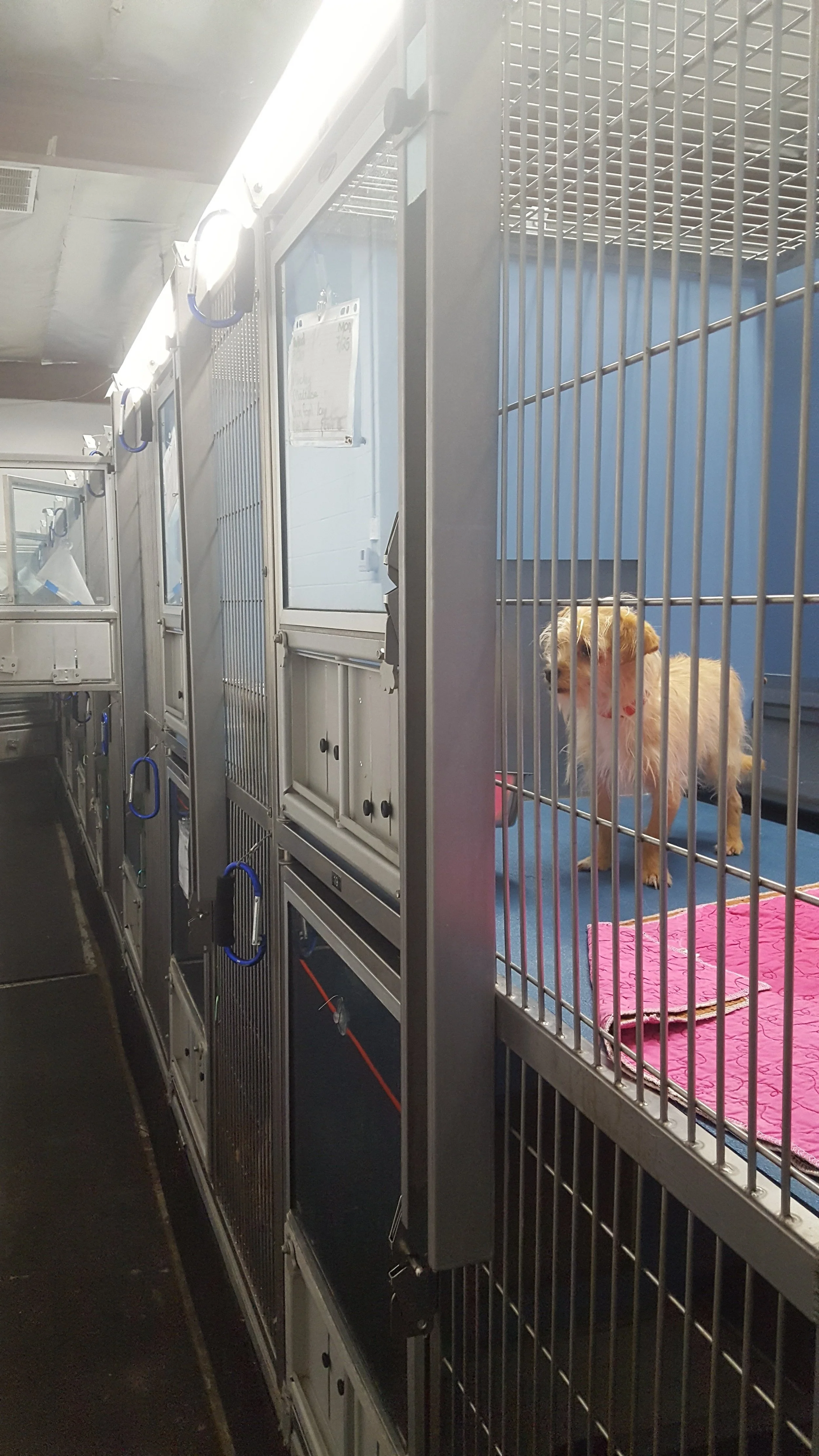 SOLD - $17500.00 27 Shoreline Kennels PRICE REDUCED - Local Pick up ...