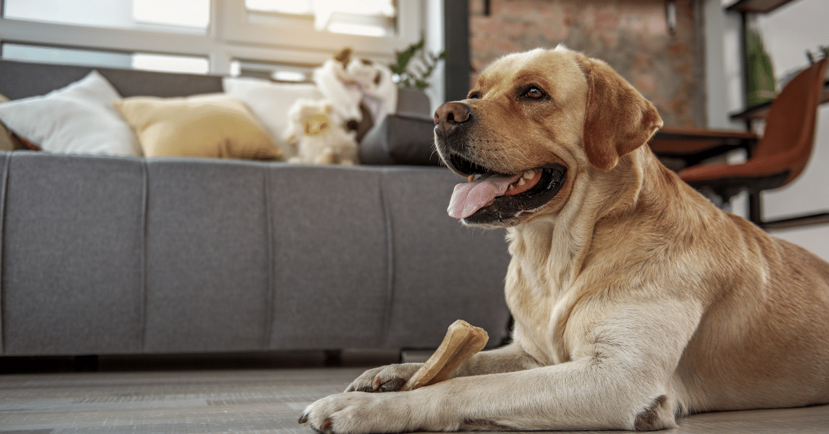 Beefhide Vs Rawhide: Are They the Same for Your Pet? — Used Vet Equipment