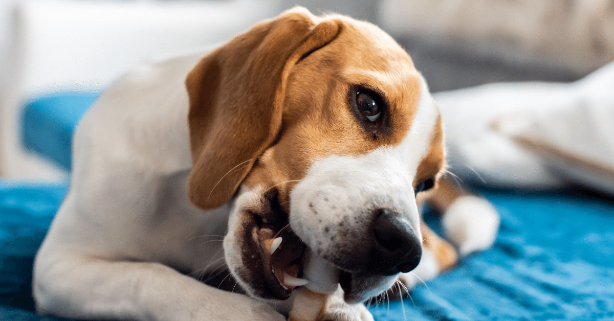 Beefhide Vs Rawhide: Are They the Same for Your Pet? — Used Vet Equipment