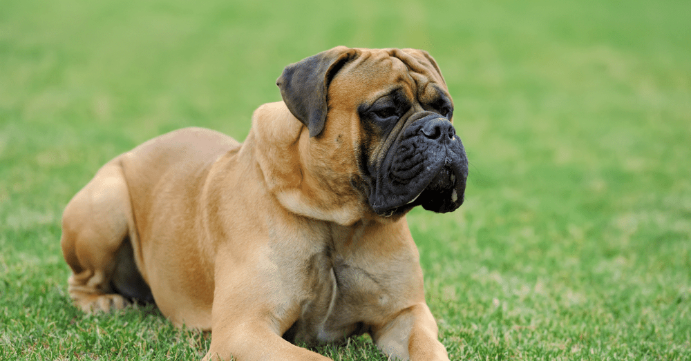 Dog Elbow Callus Bleeding? Here’s What to Do About It — Used Vet Equipment