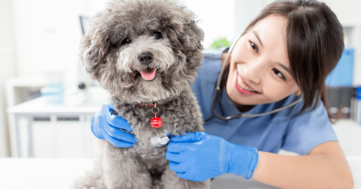 Can a Veterinary Technician Become a Veterinarian? — Used Vet Equipment