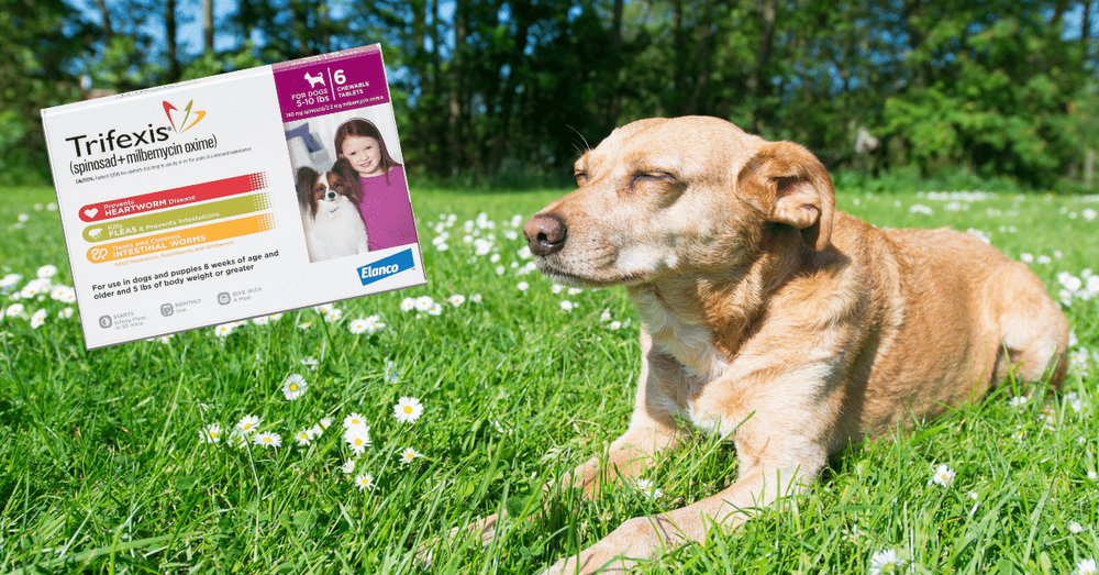 What Happens If You Give Trifexis To A Dog With Heartworms