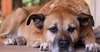 Dog Ibuprofen Dosage Chart: Here’s How Much to Give Your Dog — Used Vet ...