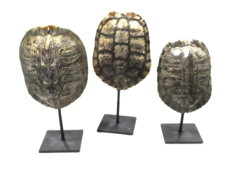 OBJECTS — Accessory Preview Inc.