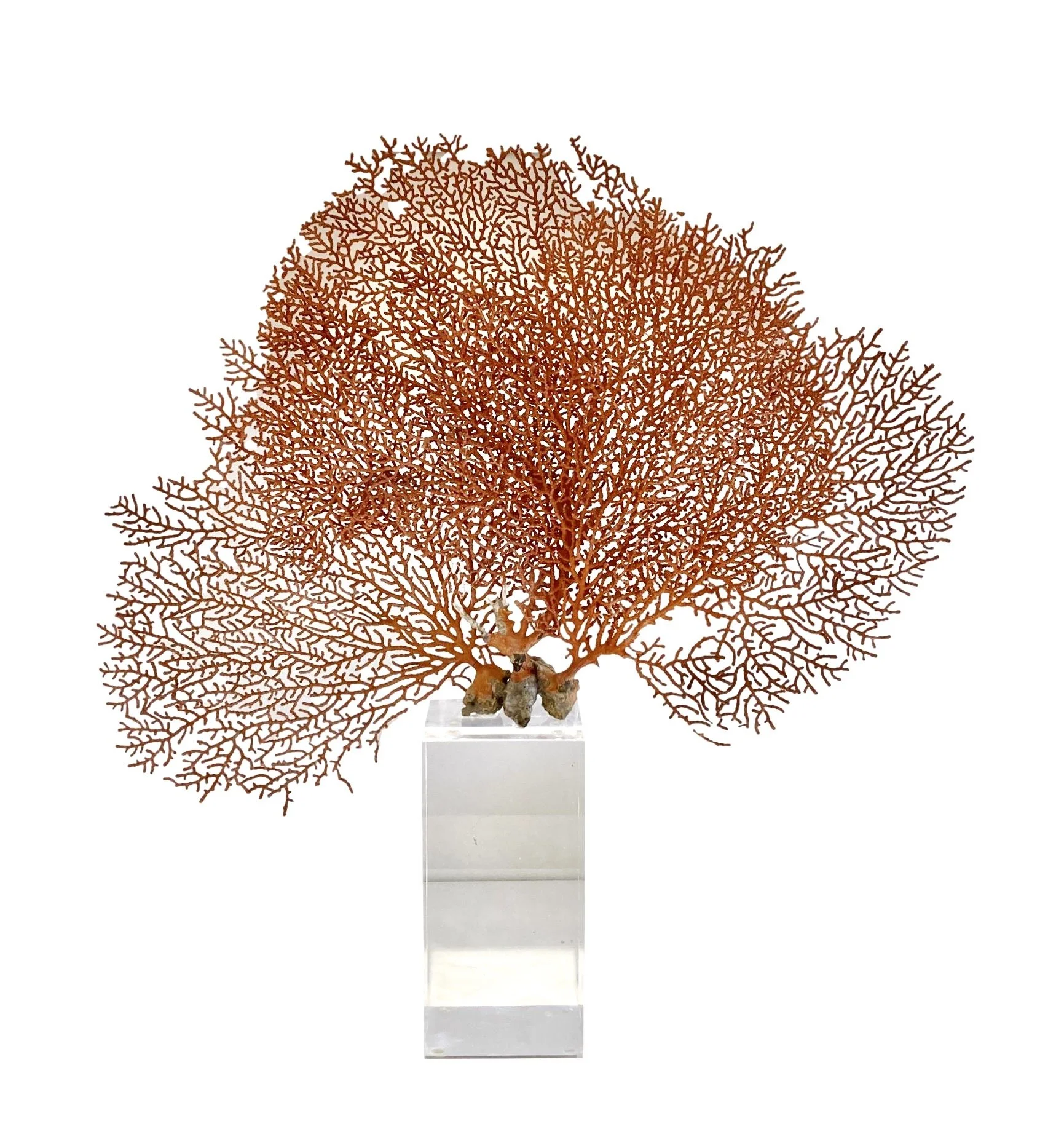 SHELLS & CORAL — Accessory Preview Inc.