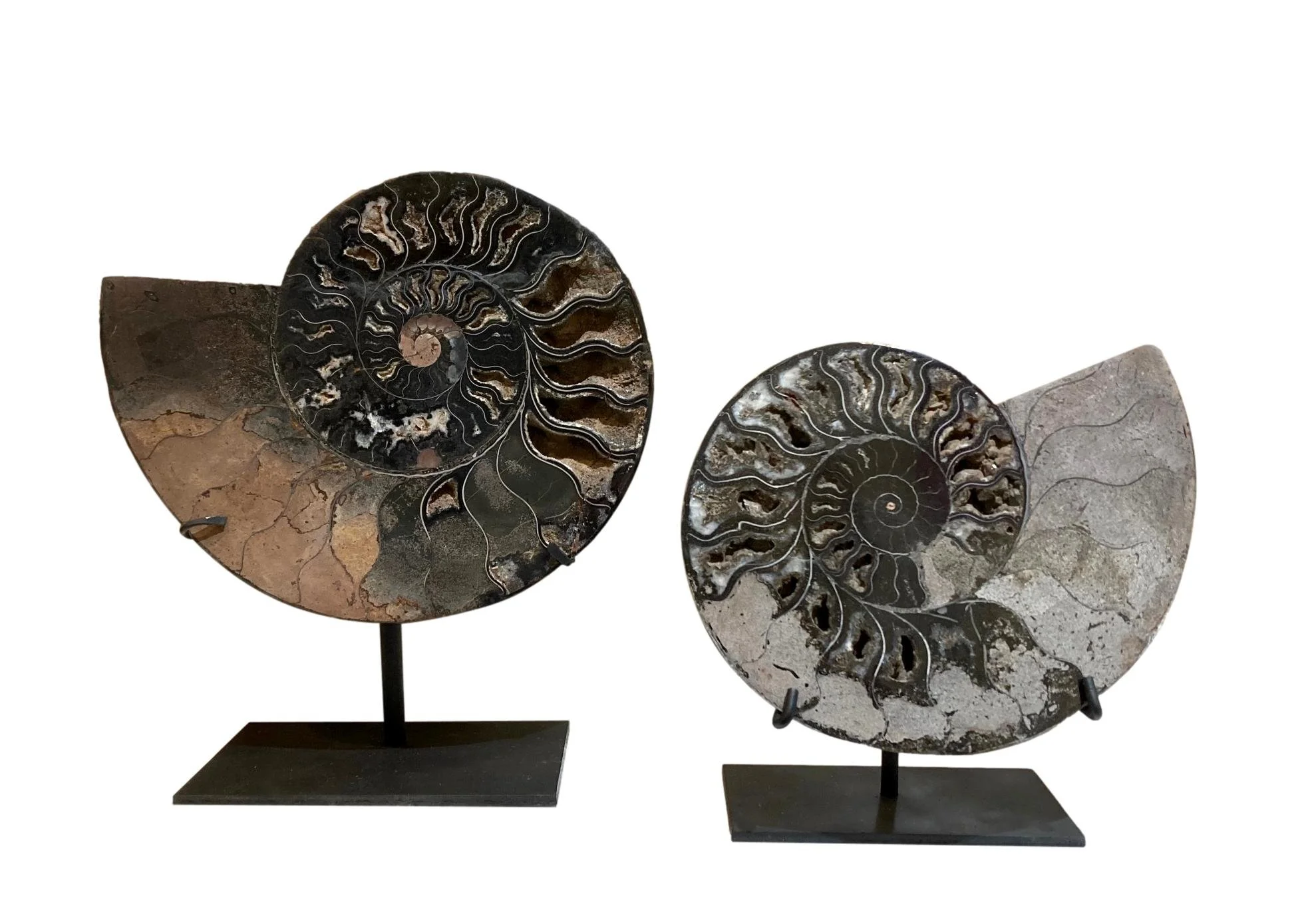 MINERALS & FOSSILS — Accessory Preview Inc.