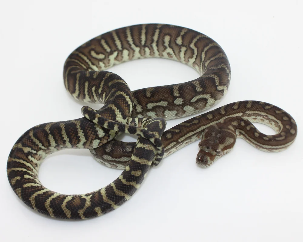 Snakes For Sale — Rogue-Reptiles