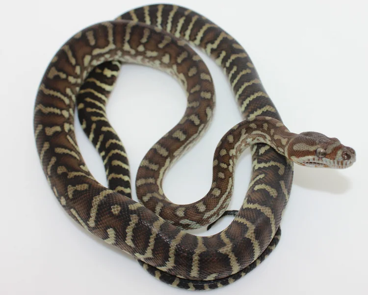 Snakes For Sale — Rogue-Reptiles