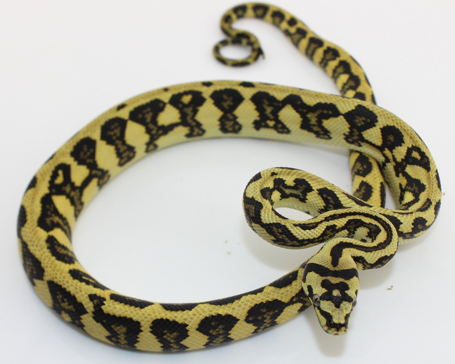 Snakes For Sale — Rogue-Reptiles