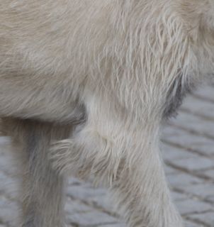 Bursas — Bonaforte Irish Wolfhounds