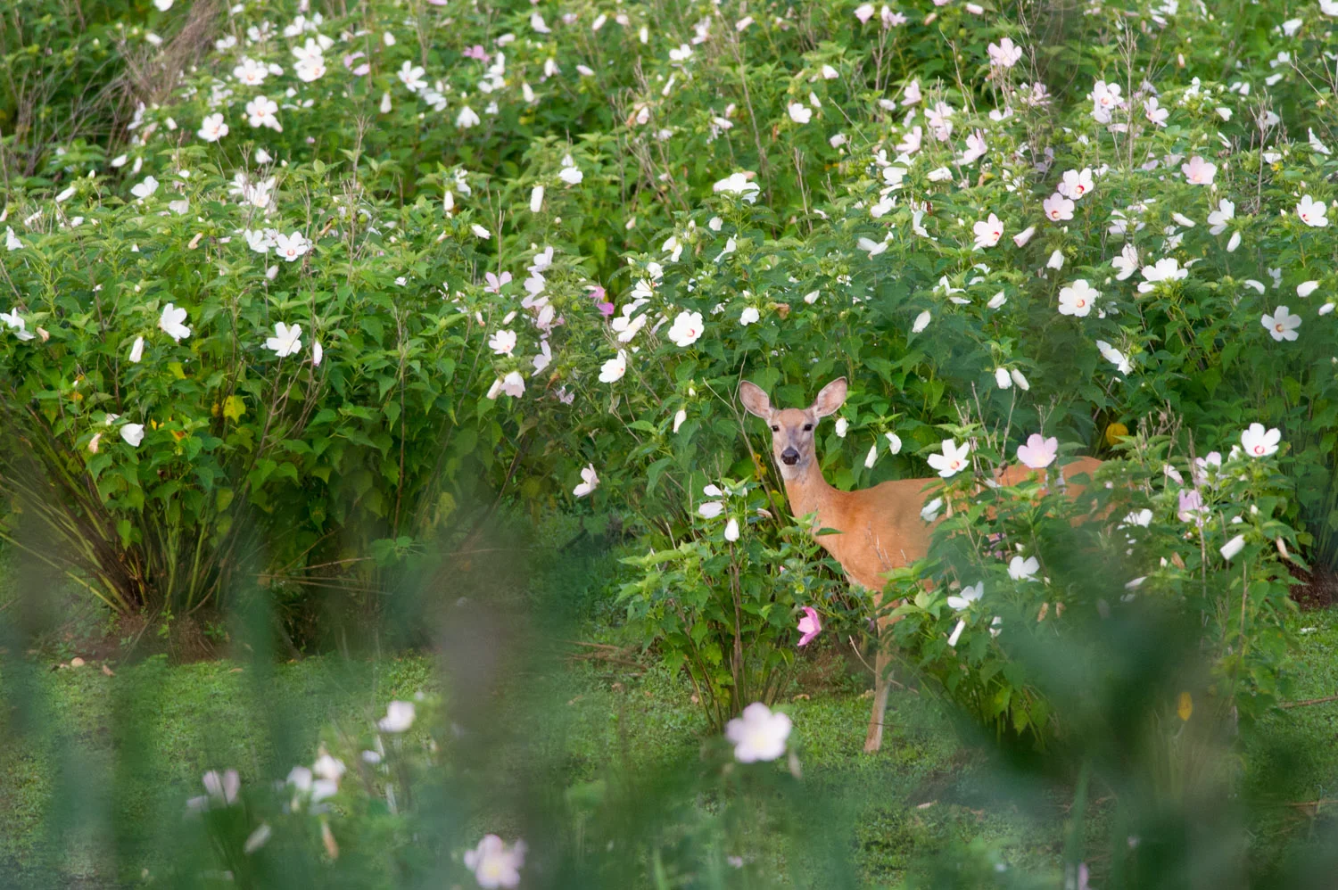 The Whitetail Deer — Ray Hennessy Wildlife