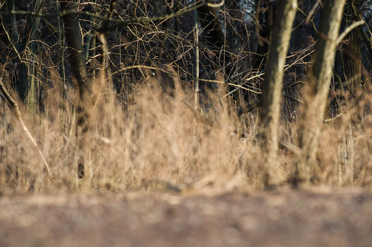 The Whitetail Deer — Ray Hennessy Wildlife