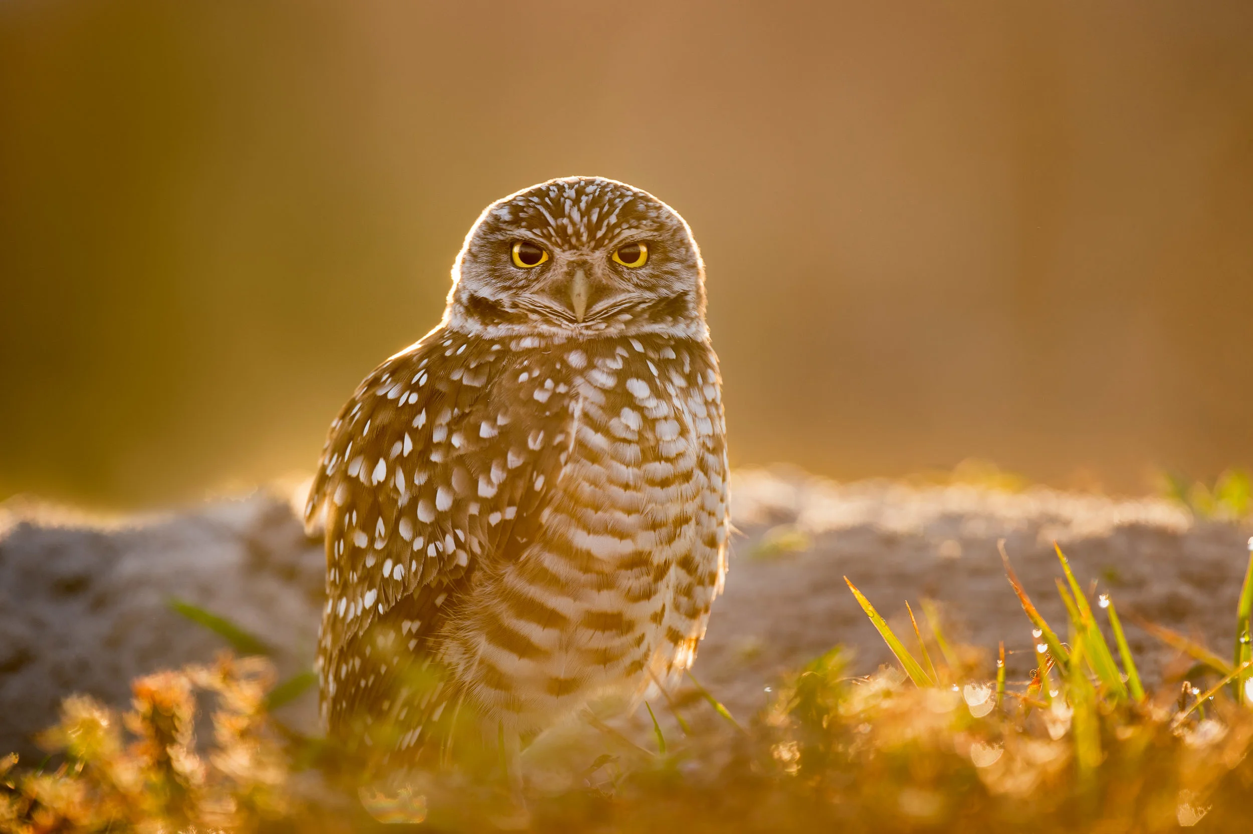 Burrowing Owl Shot Progression — Ray Hennessy Wildlife